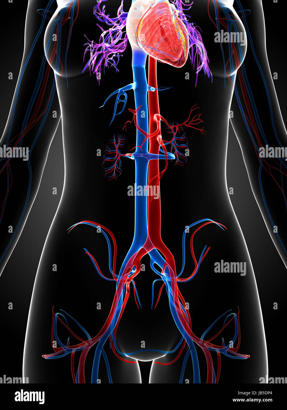 3d rendered illustration of the female vascular system Stock Photo - Alamy
