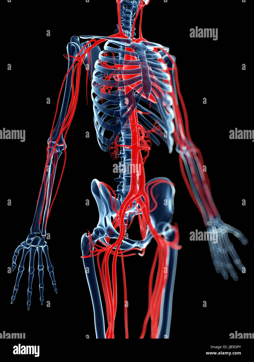 Blood Vessels 3d Stock Photos & Blood Vessels 3d Stock Images - Alamy