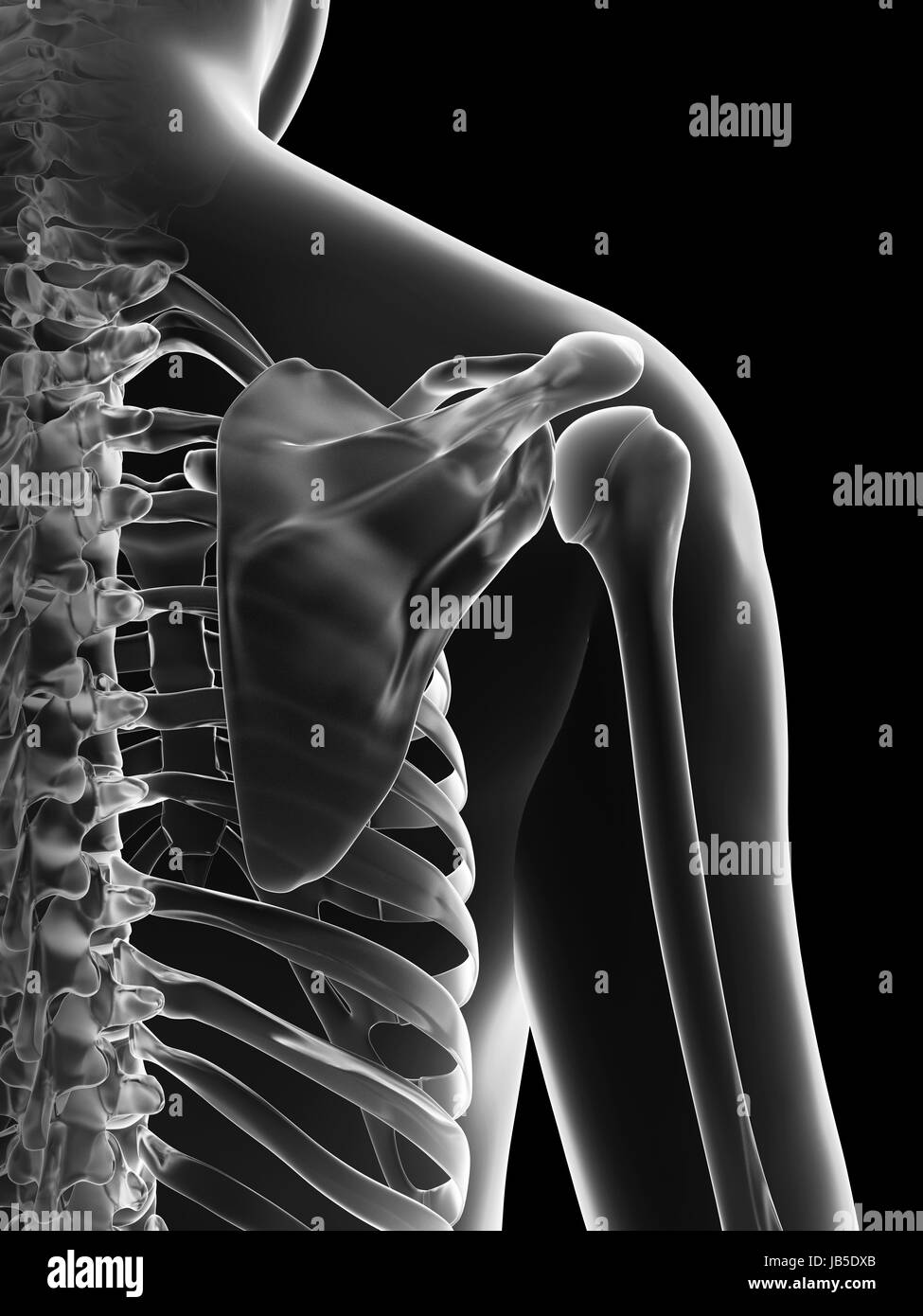 transparent female skeleton - shoulder joint Stock Photo - Alamy