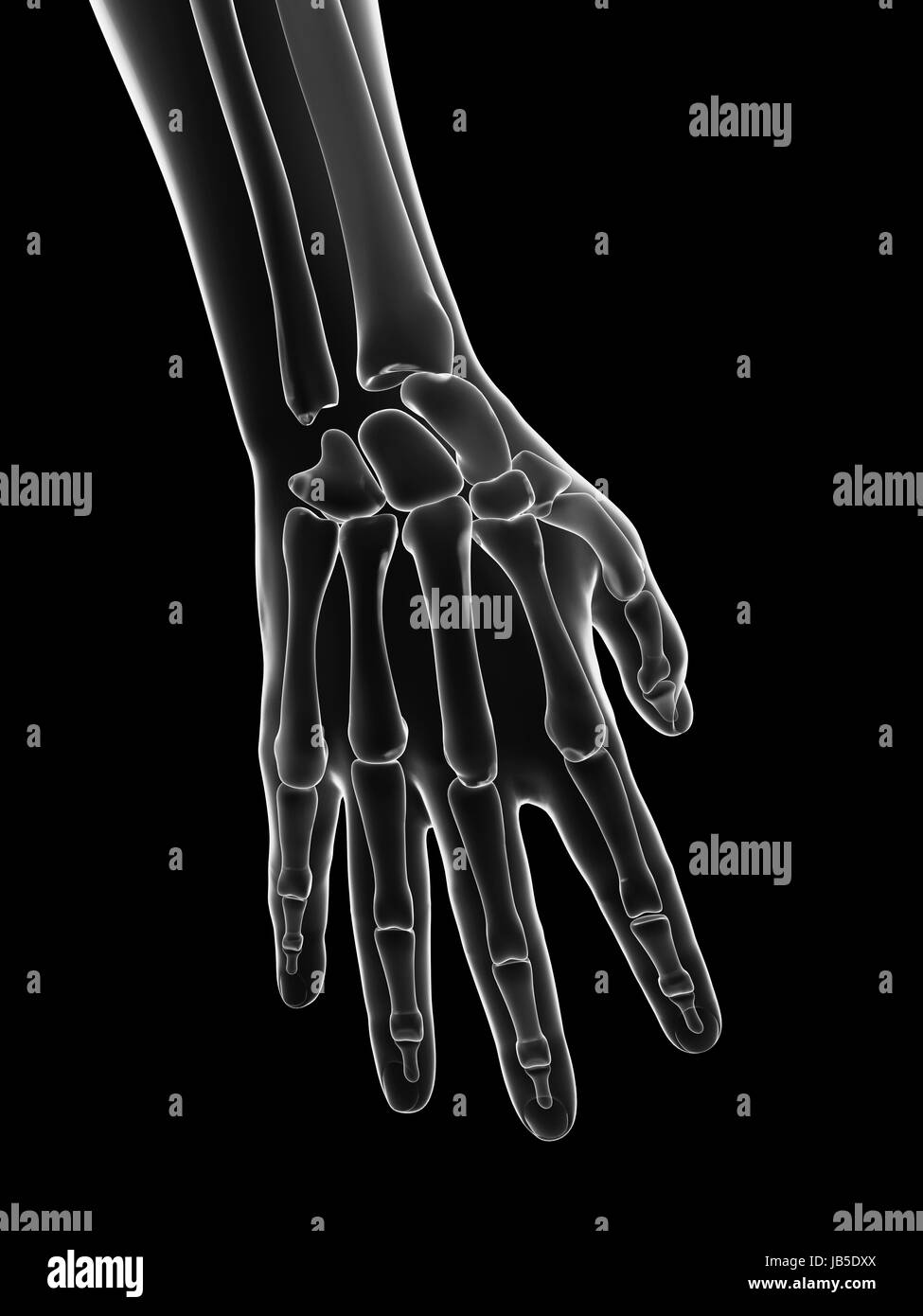 transparent female skeleton - hand bones Stock Photo - Alamy