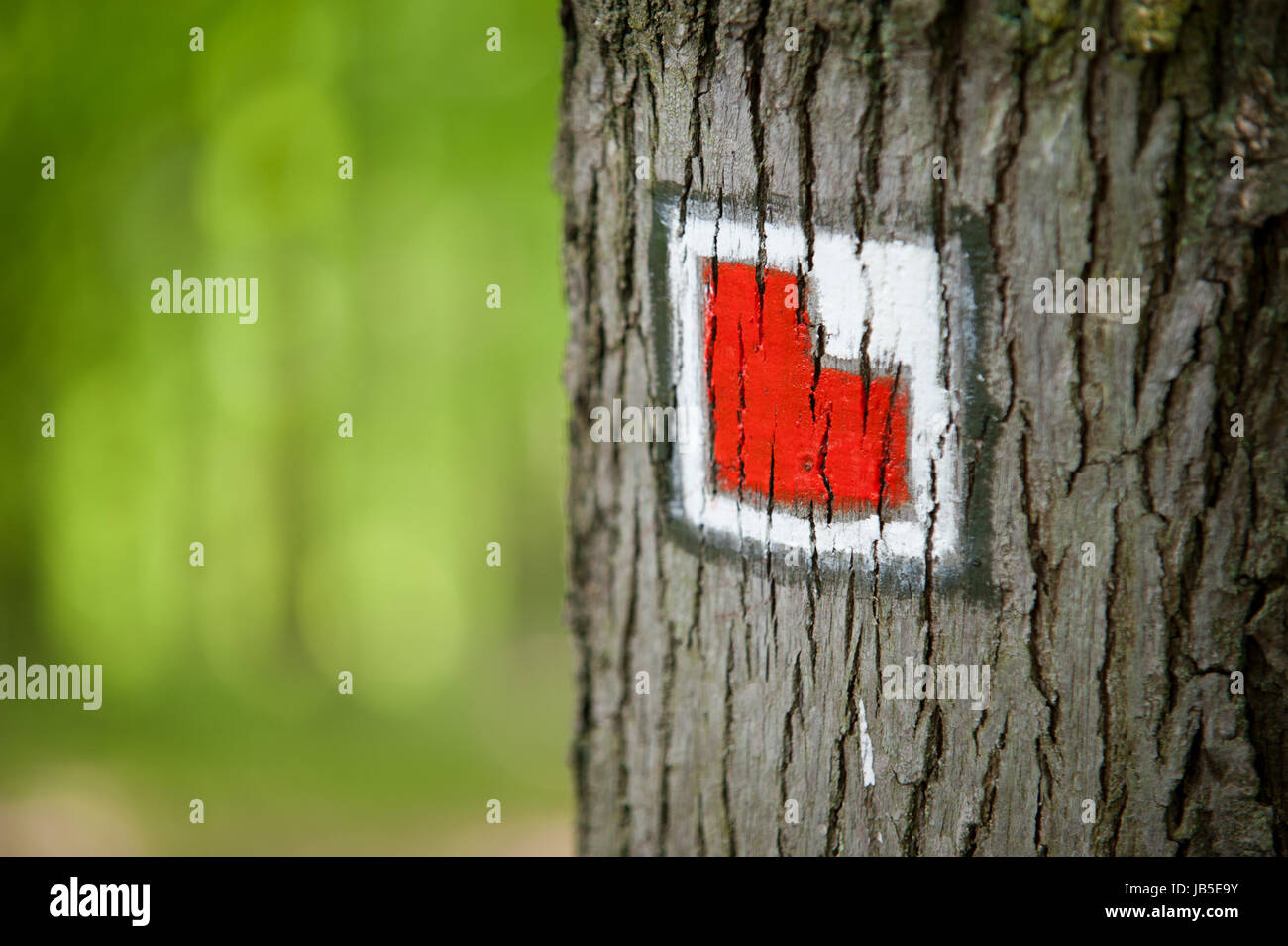 Tree in a forest with painted tourist map and green background Stock ...