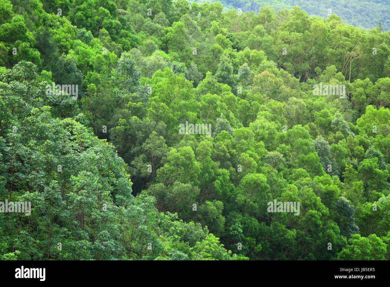 Forest from top view Stock Photo - Alamy