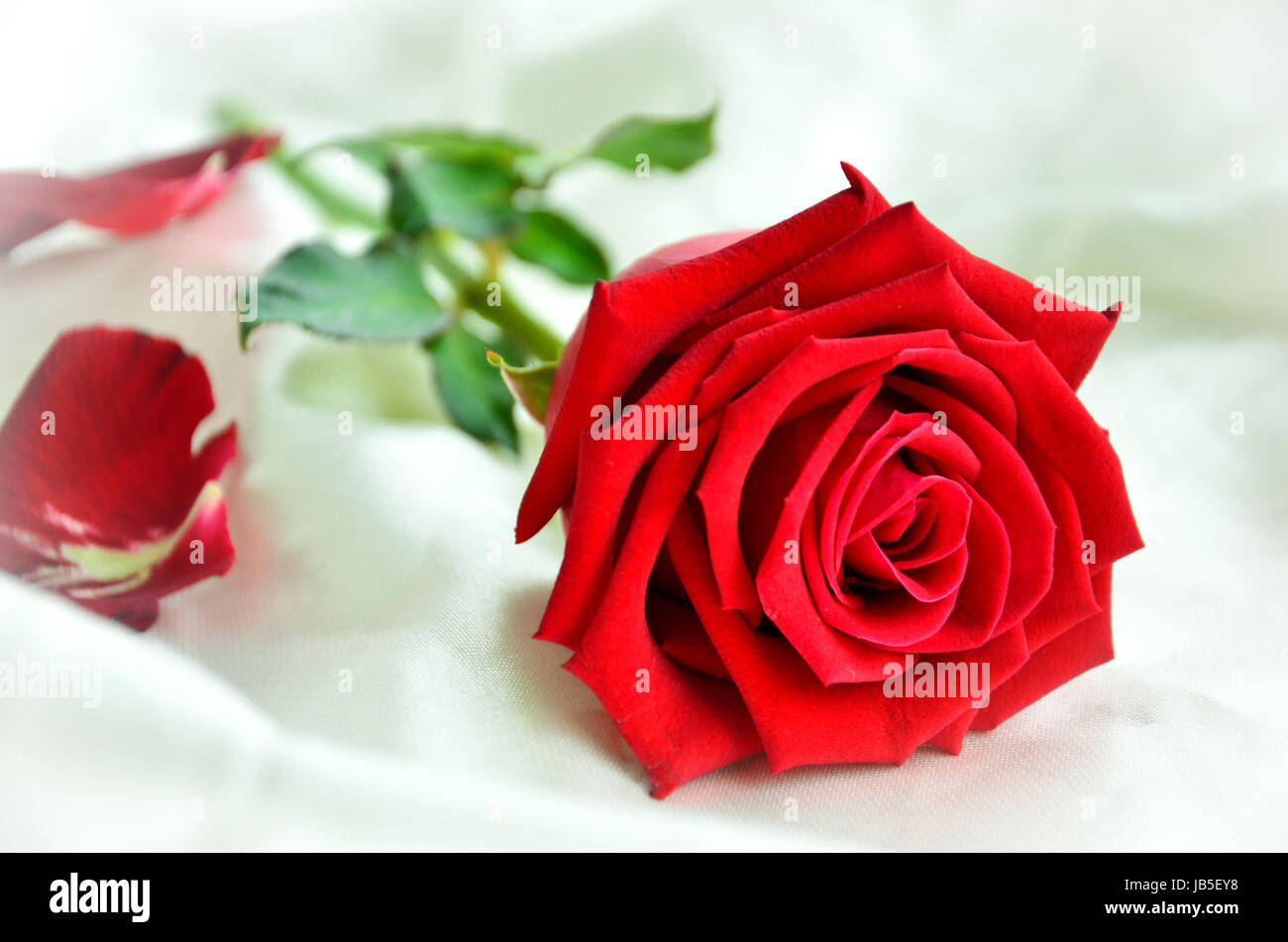beautiful red rose Stock Photo - Alamy