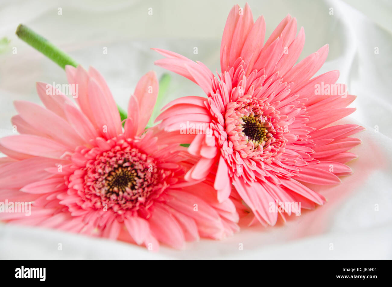 Two Pink Flowers Stock Photo - Alamy