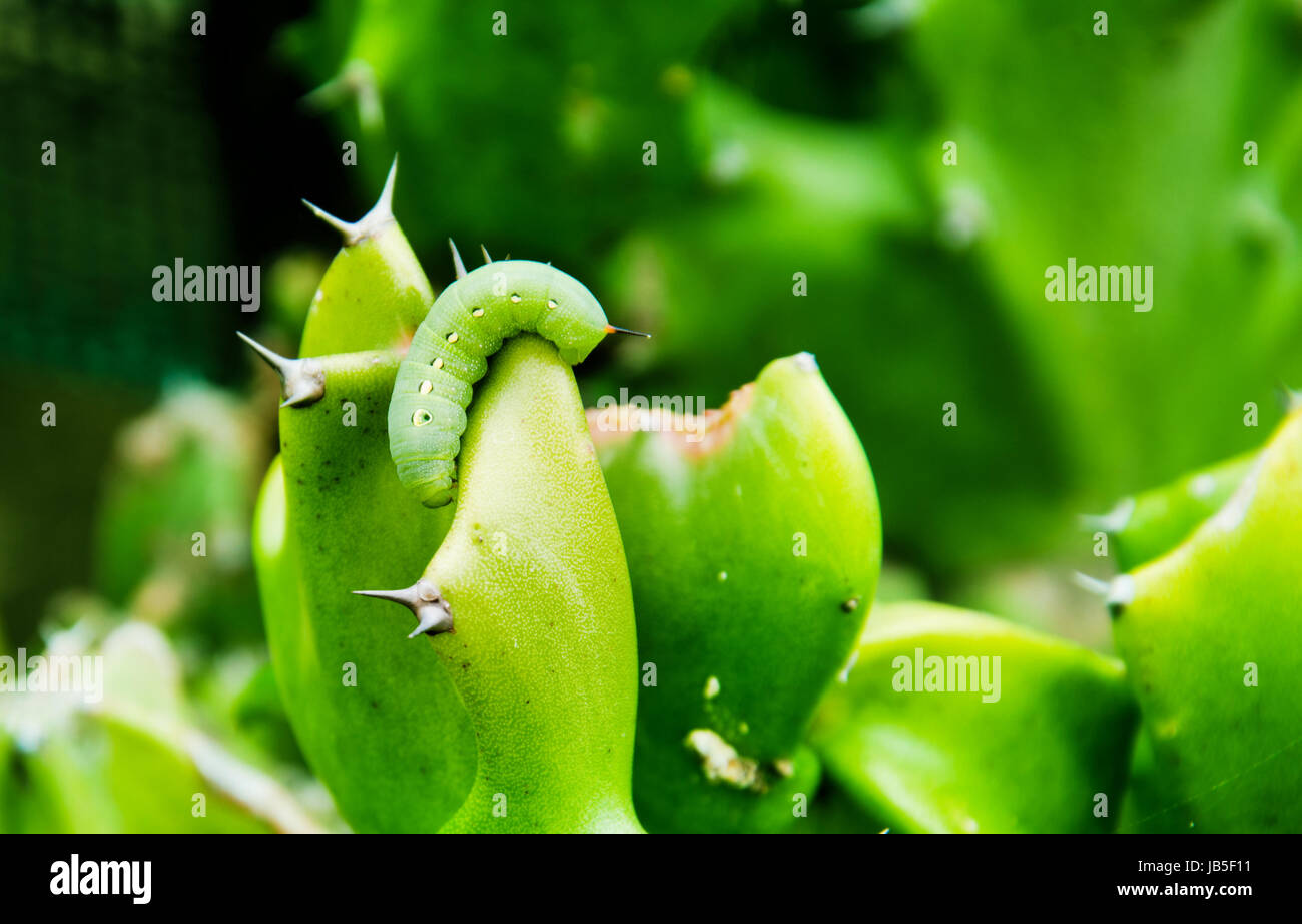 Creepy cactus hi-res stock photography and images - Alamy
