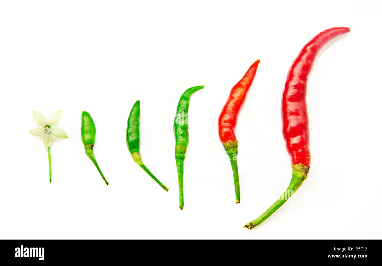 Growing up step by step Stock Photo - Alamy