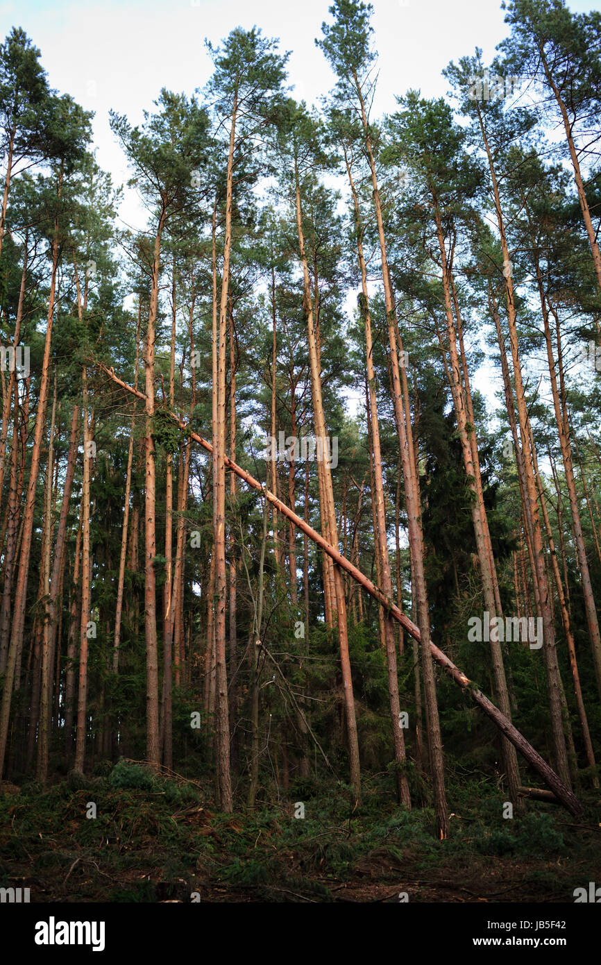 Forest with fallen trees in the wake of a strong storm Stock Photo - Alamy