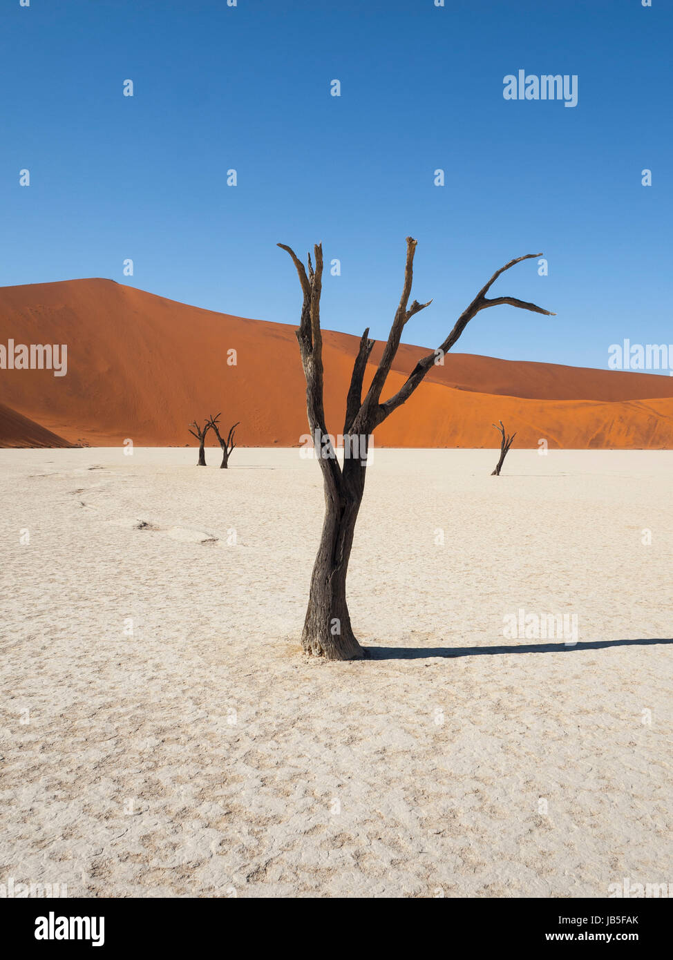 Dead acacia trees at Deadvlei in the Namib desert in Namibia, Africa ...