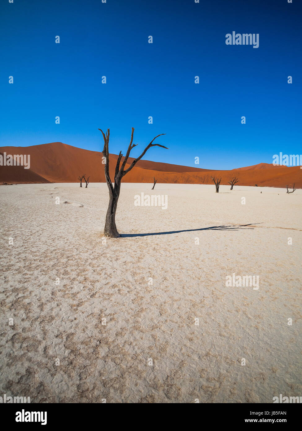 Dead acacia trees at Deadvlei in the Namib desert in Namibia, Africa ...