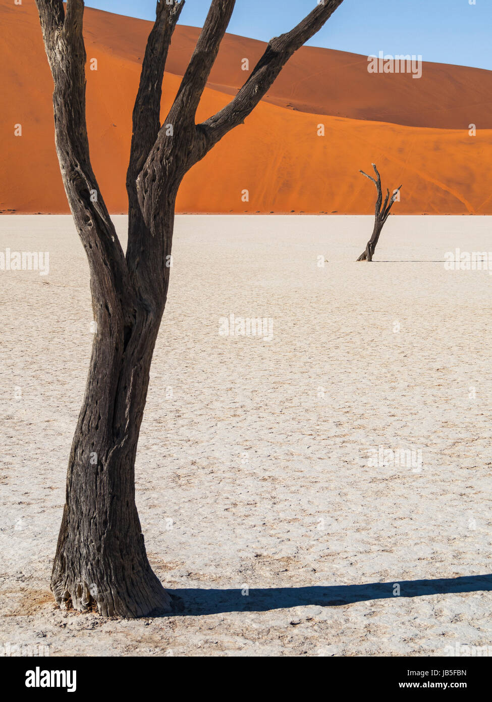 Dead acacia trees at Deadvlei in the Namib desert in Namibia, Africa ...