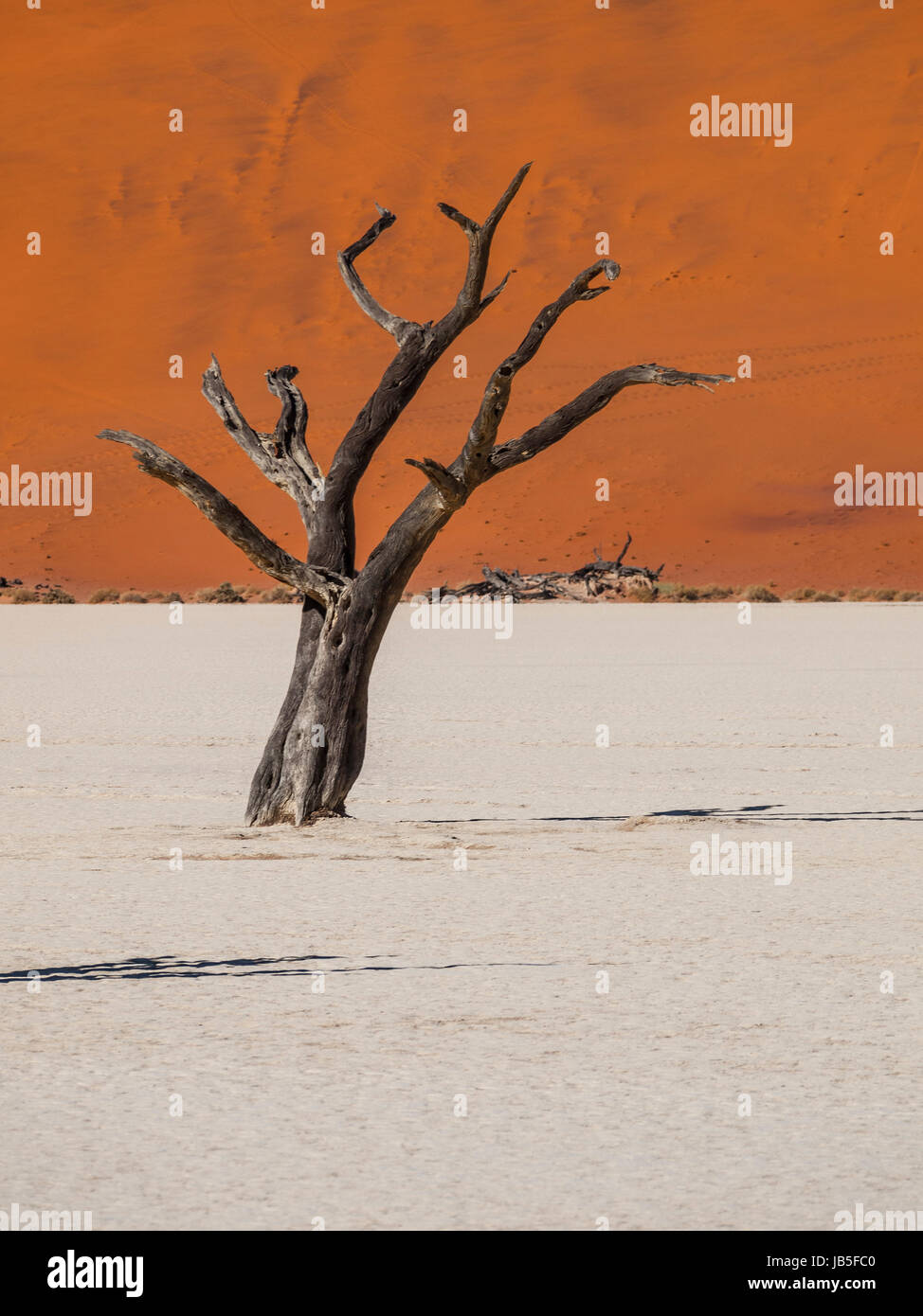 Dead acacia trees at Deadvlei in the Namib desert in Namibia, Africa ...