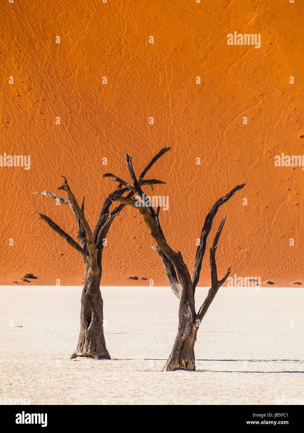 Dead acacia trees at Deadvlei in the Namib desert in Namibia, Africa ...