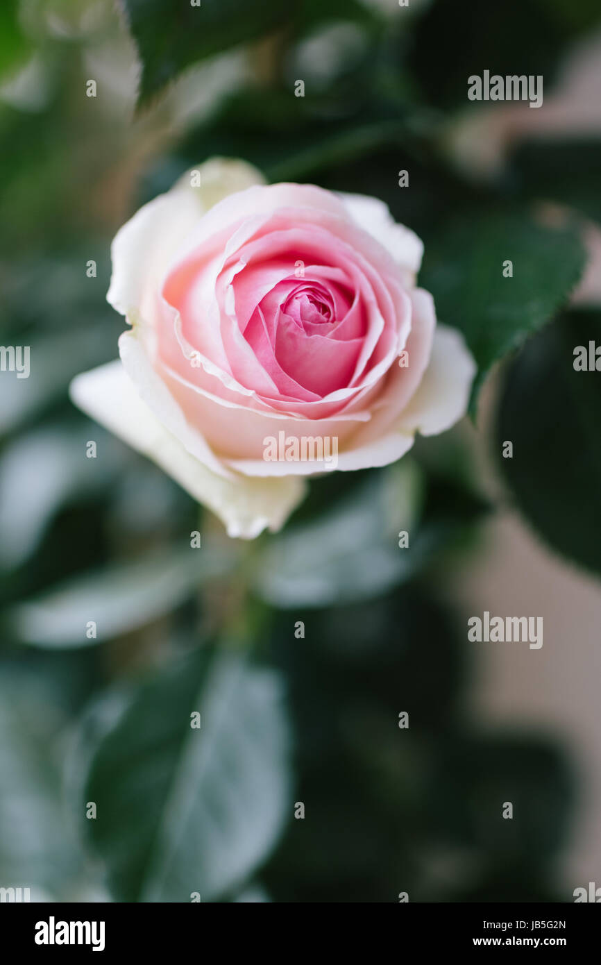 Beautiful petals in her garden setting hi-res stock photography and ...