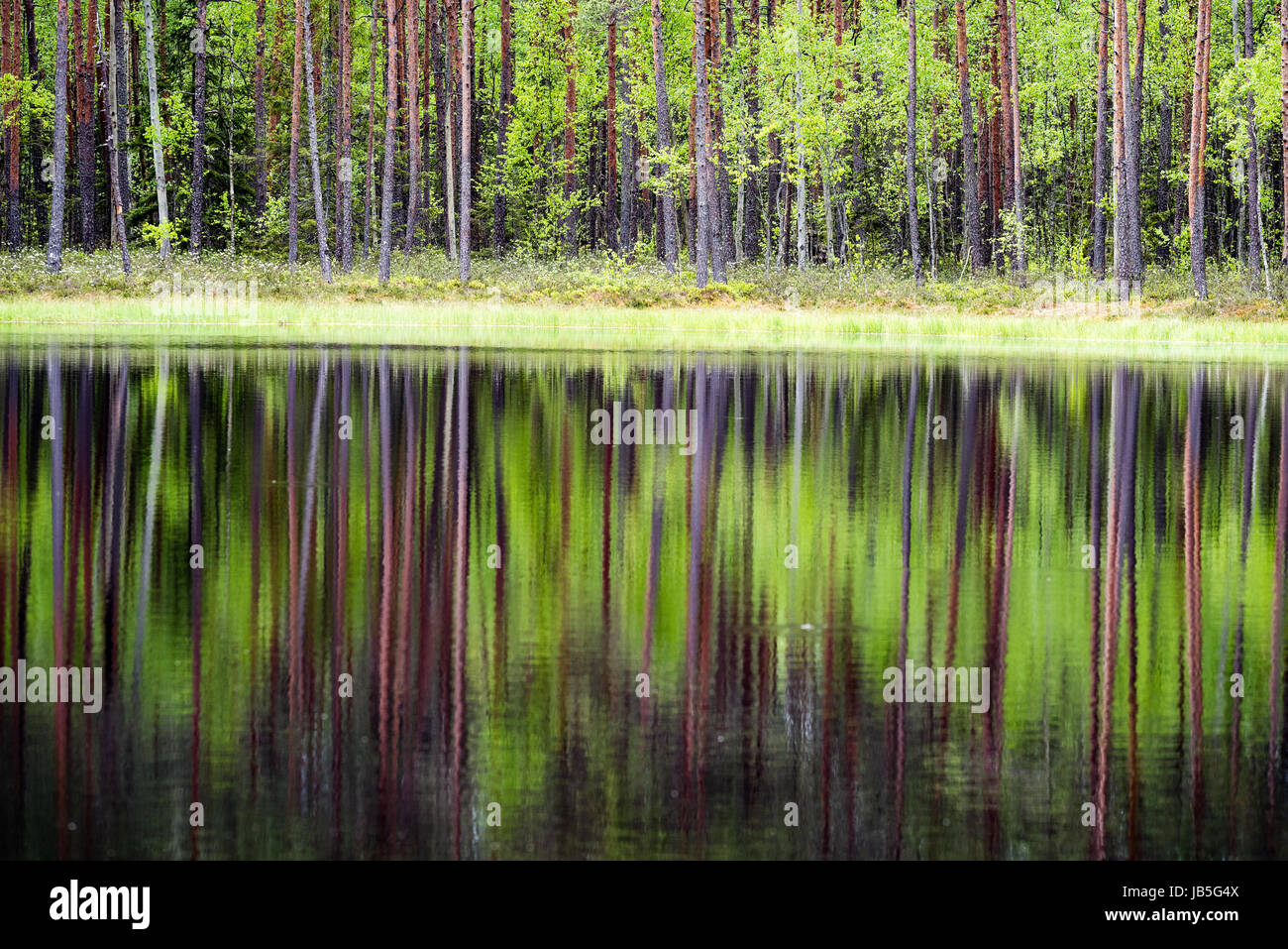 reflections of forest trees in the lake water at bright sun in summer ...