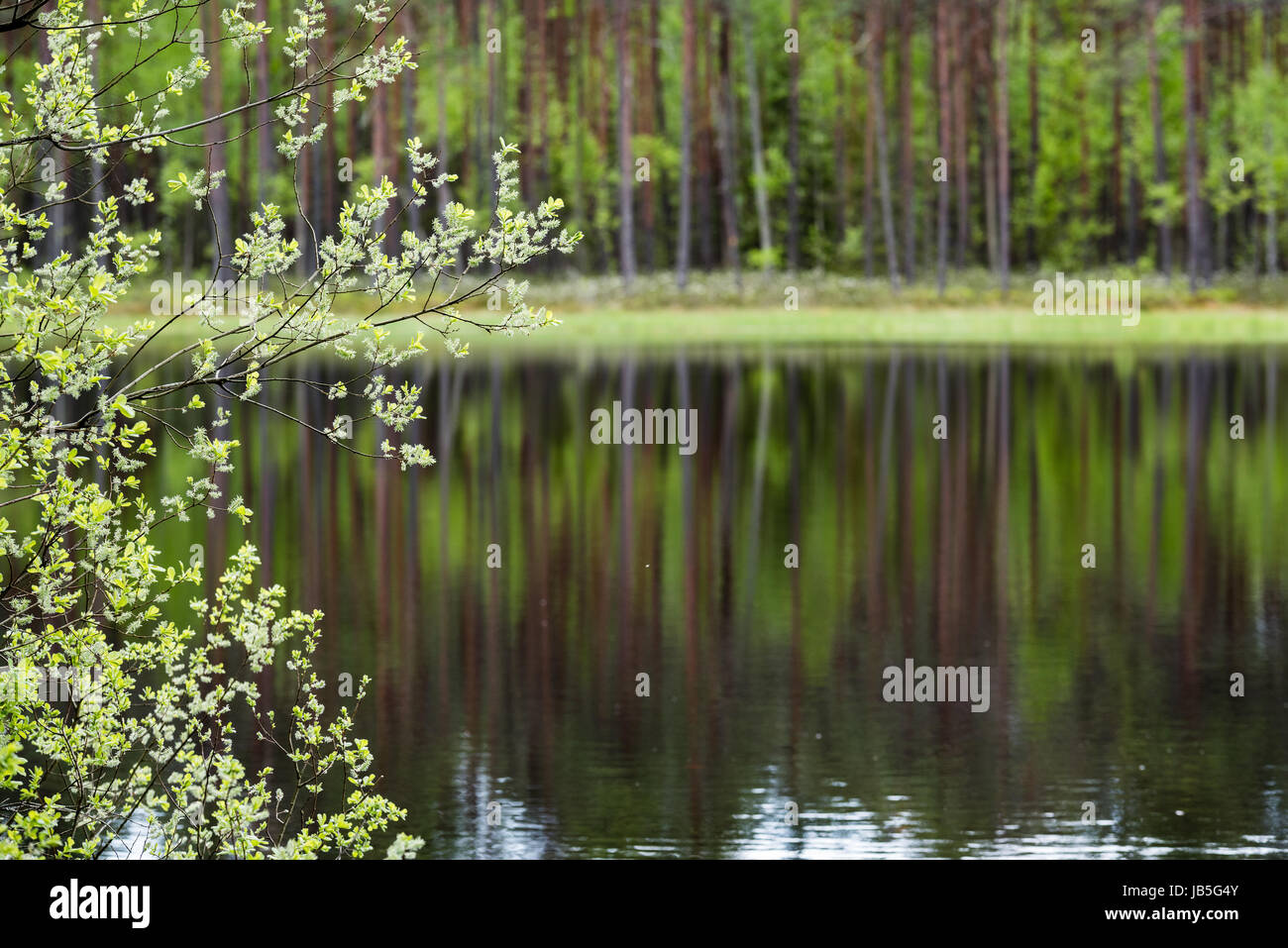 reflections of forest trees in the lake water at bright sun in summer ...