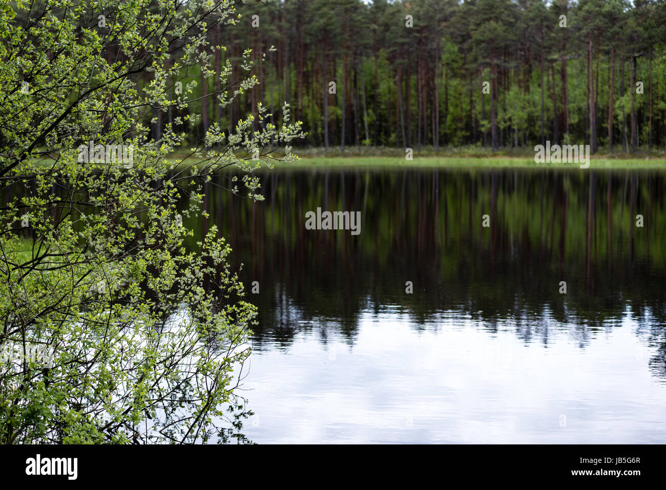 reflections of forest trees in the lake water at bright sun in summer ...