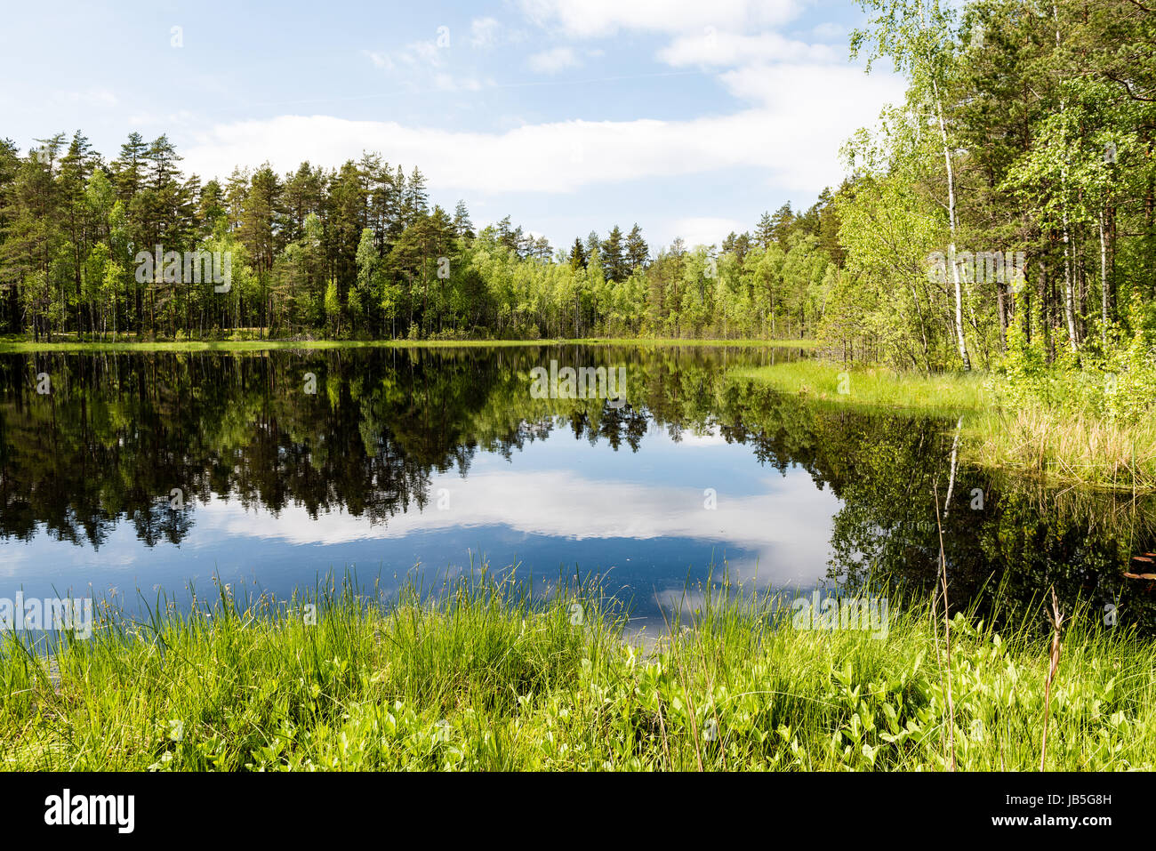 reflections of forest trees in the lake water at bright sun in summer ...