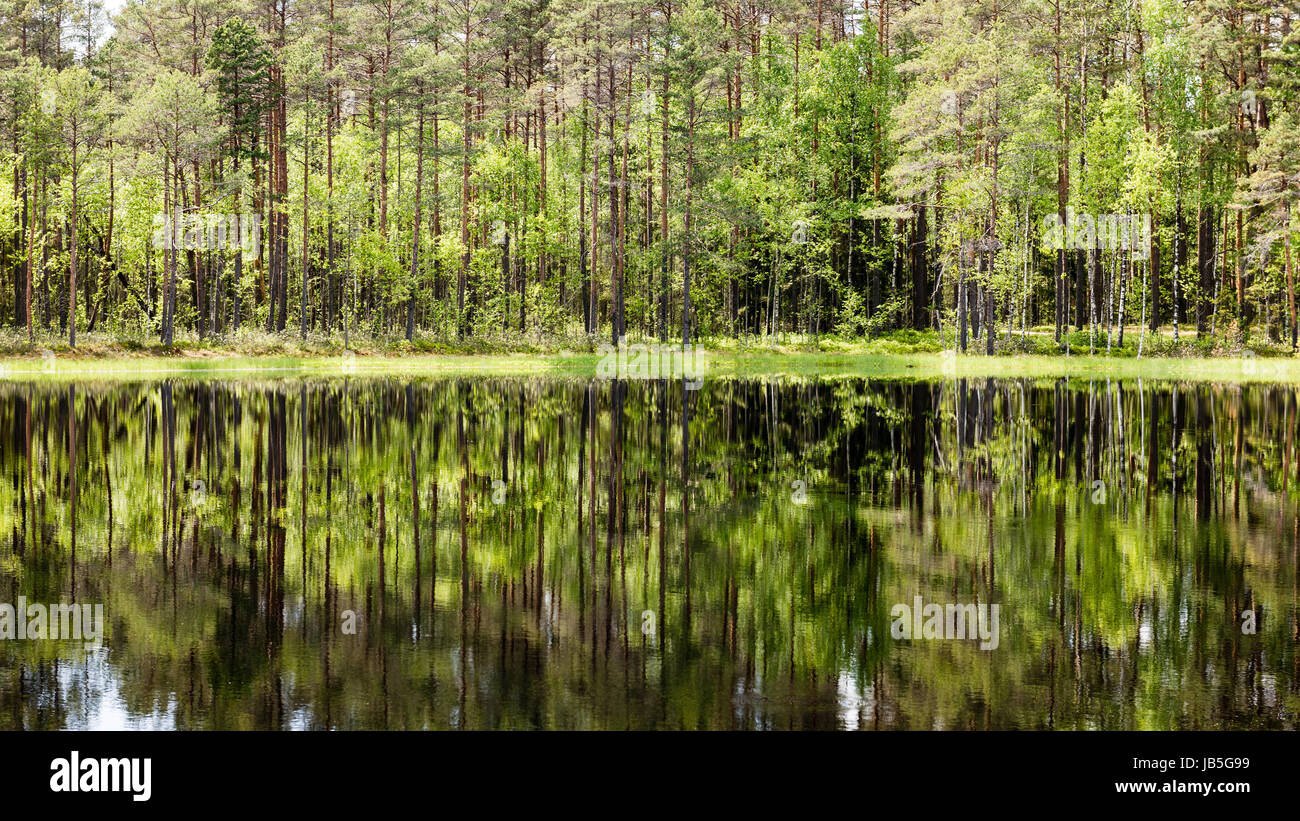 reflections of forest trees in the lake water at bright sun in summer ...