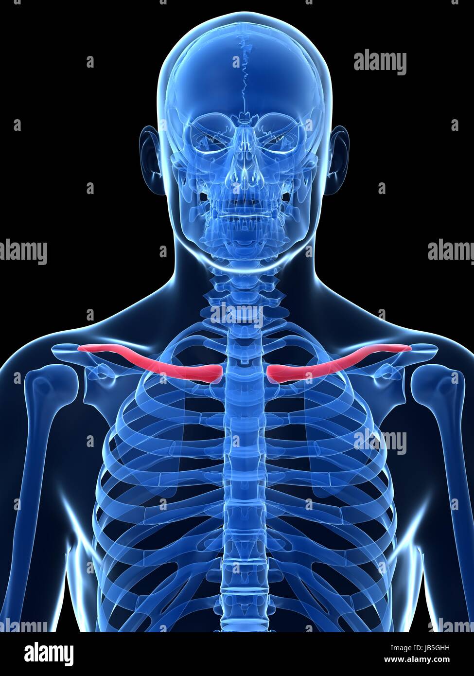 3d rendered illustration - the clavicle Stock Photo - Alamy 3d rendered illustration - the clavicle Stock Photo - Alamy