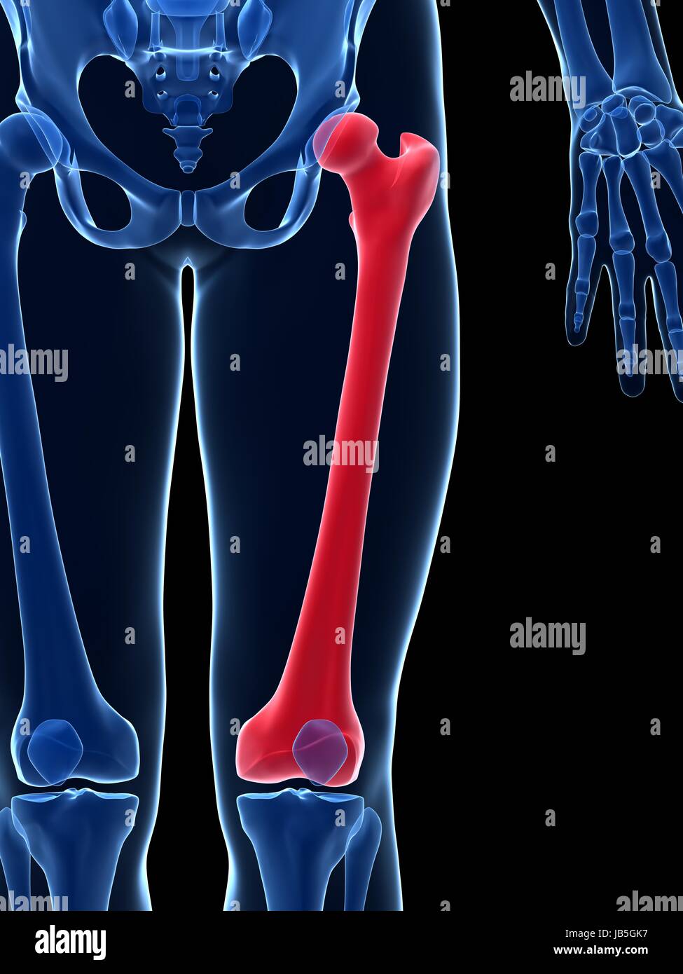 Femur bone highlighted hi-res stock photography and images - Alamy