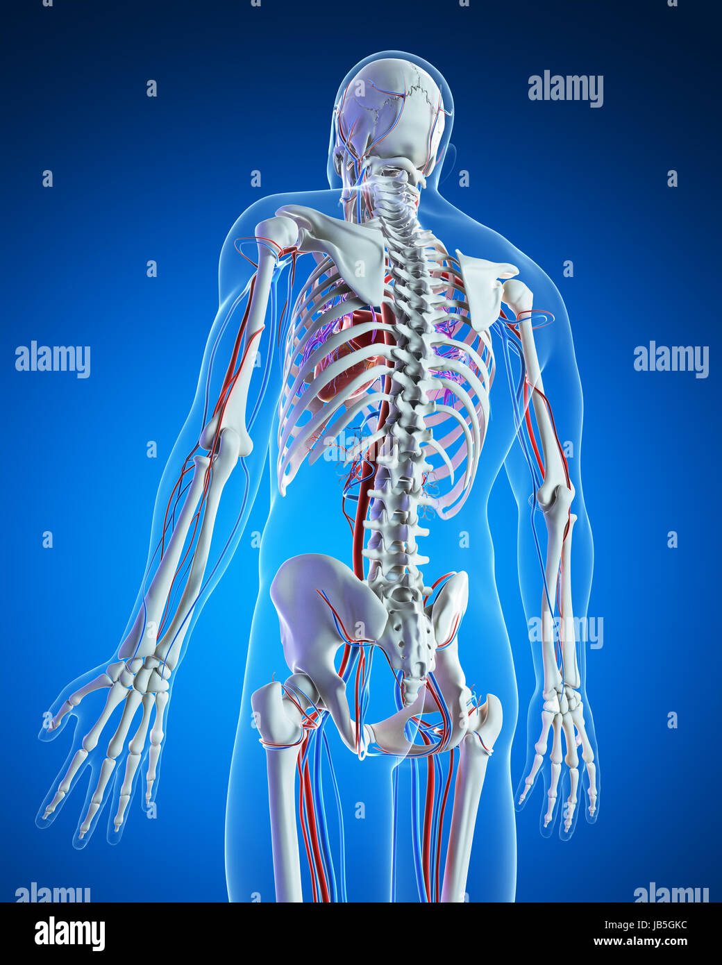 Vascular system hi-res stock photography and images - Alamy