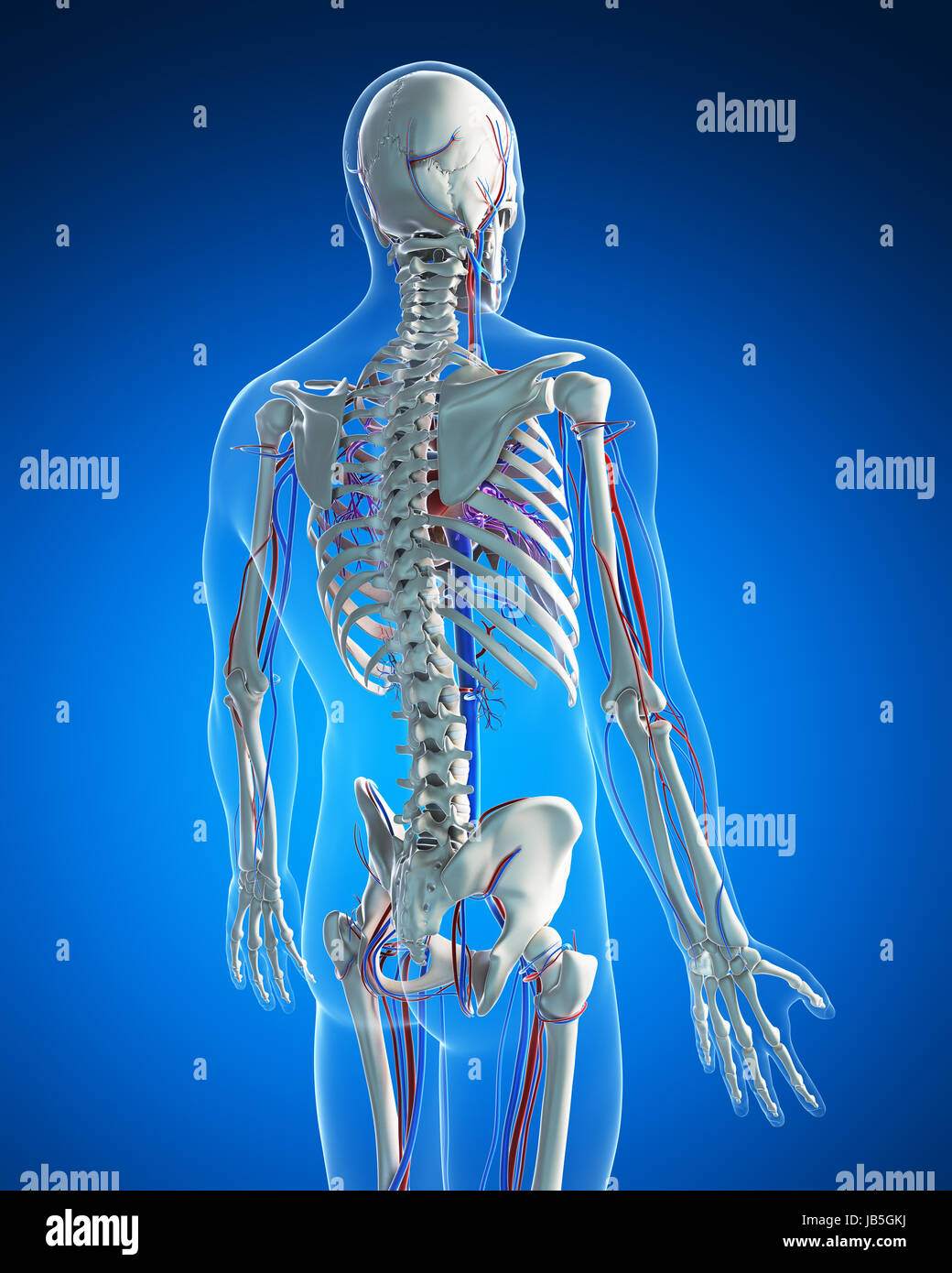3d rendered illustration - vascular system Stock Photo - Alamy