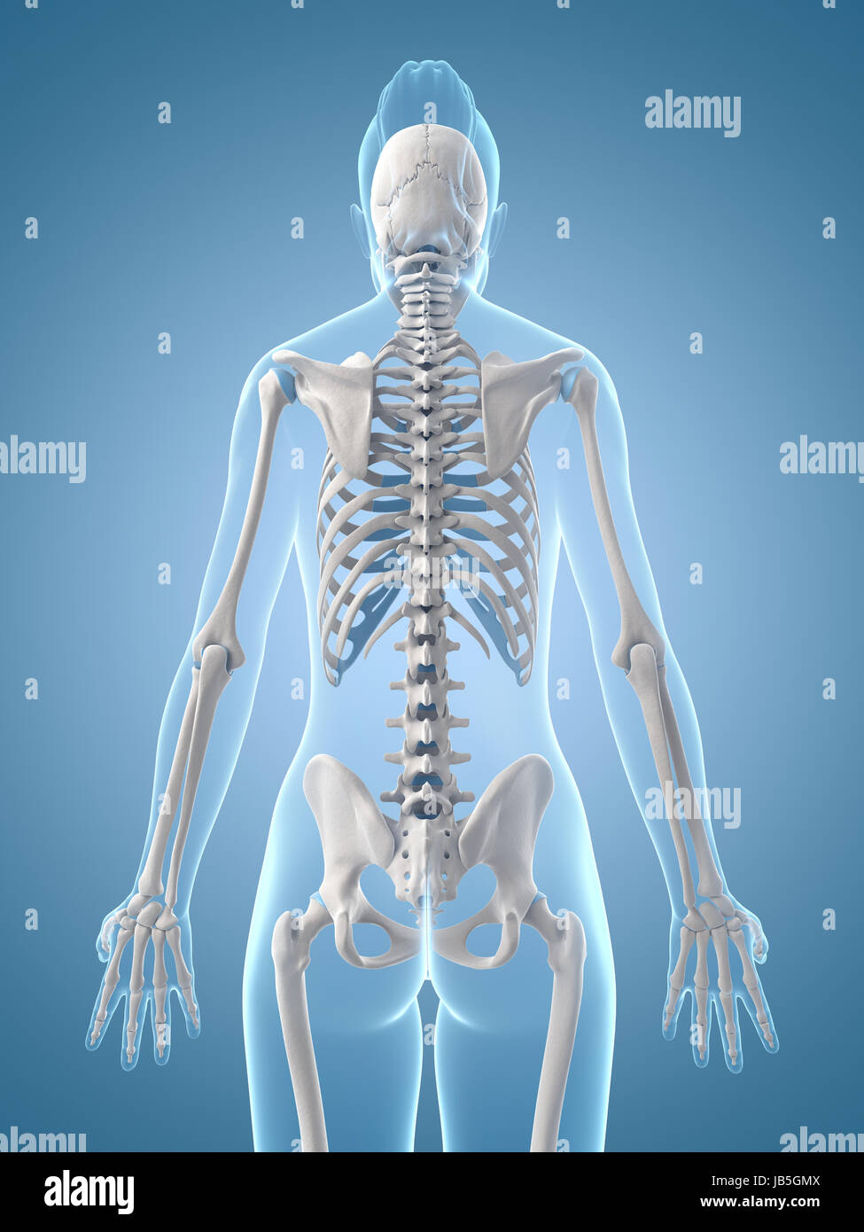 medical illustration of the skeletal back Stock Photo - Alamy