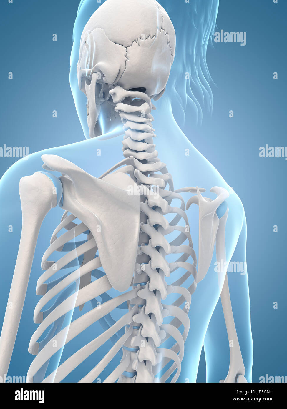 medical illustration of the skeletal back Stock Photo - Alamy