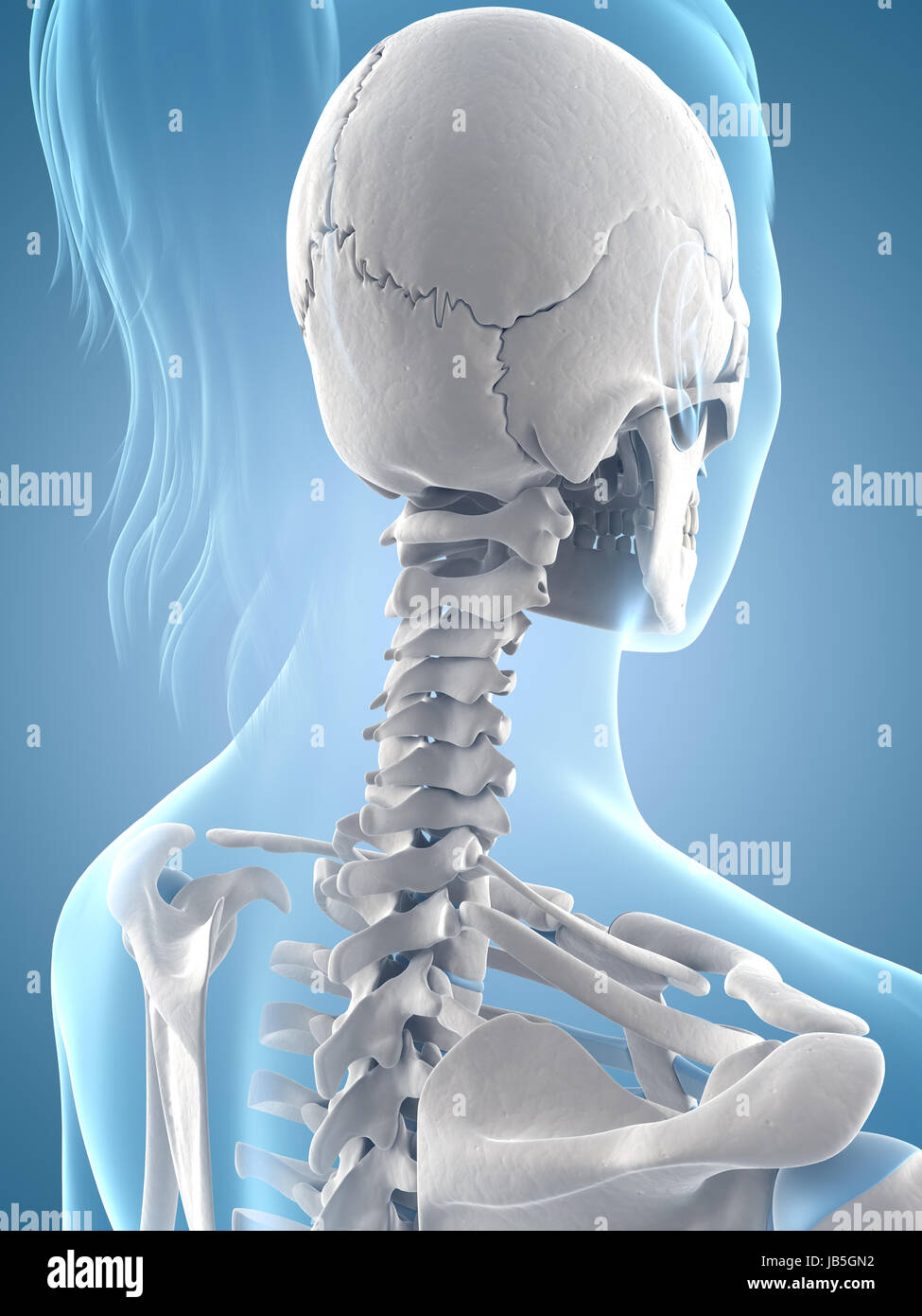 medical illustration of the skull and neck Stock Photo - Alamy