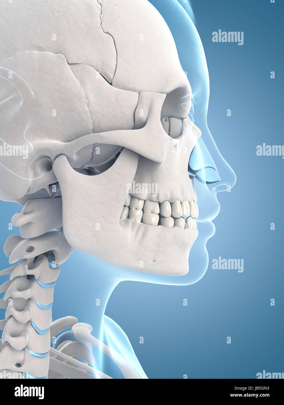 medical illustration of the skull and neck Stock Photo - Alamy