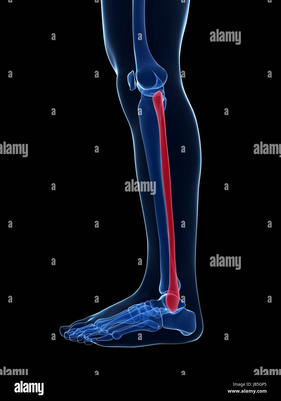 3d rendered illustration - the fibula bone Stock Photo - Alamy
