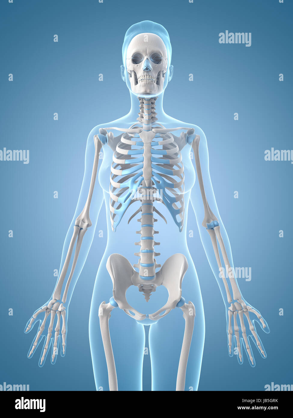 Female anatomy artwork transparent hi-res stock photography and images ...