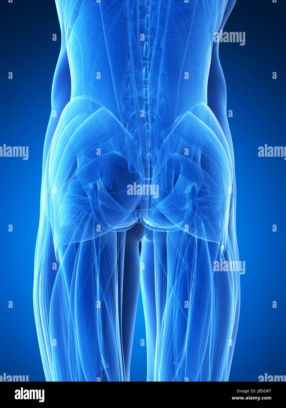 3d rendered illustration - bottom muscles Stock Photo - Alamy