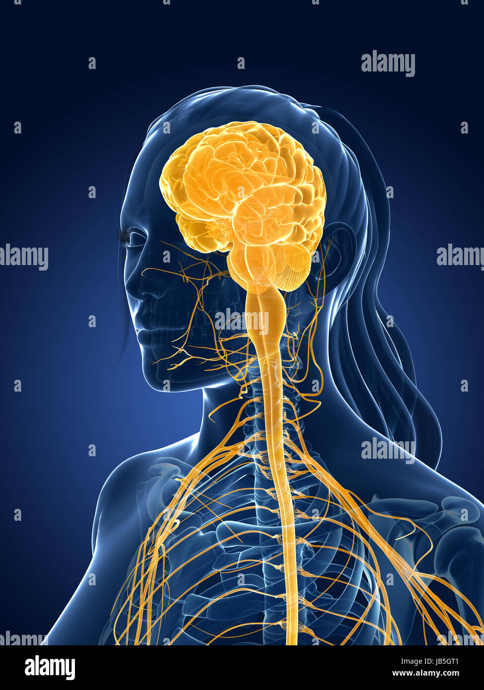 3d nervous system brain female hi-res stock photography and images - Alamy