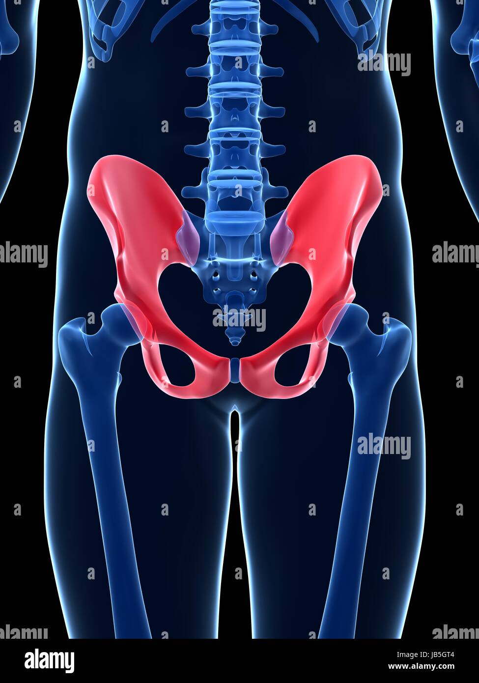 3d rendered illustration - hip bone Stock Photo - Alamy