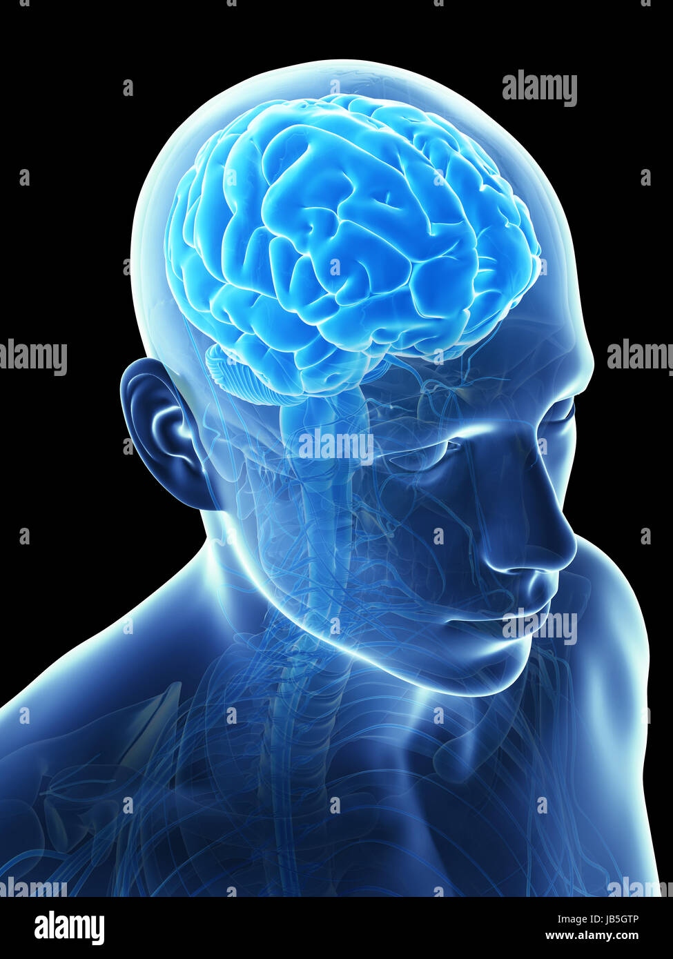 3d rendered illustration - male brain Stock Photo - Alamy