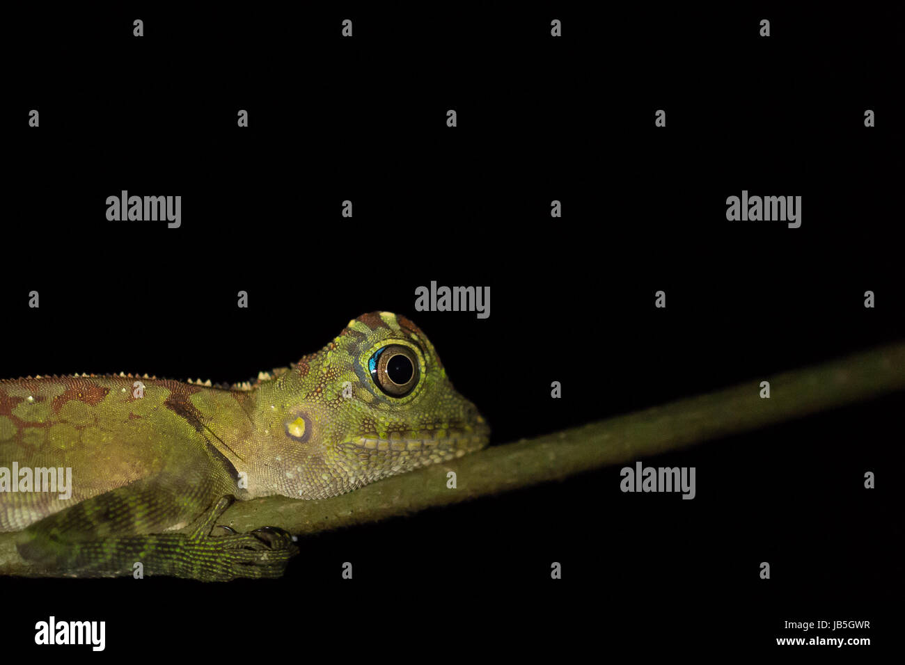 Gecko at night in Ulu Temburong National Park, Temburong District ...