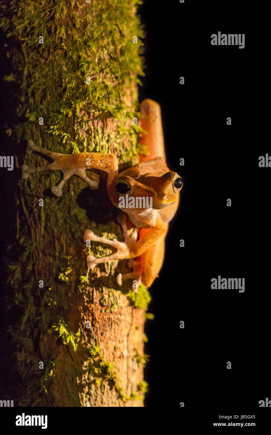 Ulu temburong national park hi-res stock photography and images - Alamy