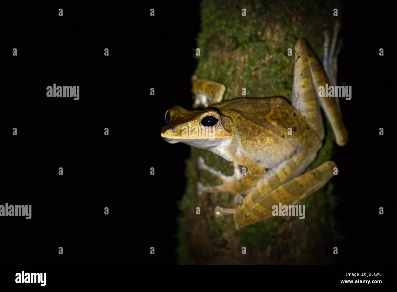 Ulu temburong national park hi-res stock photography and images - Alamy