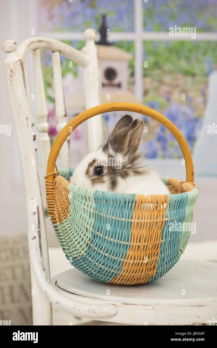 Bunny chair hi-res stock photography and images - Alamy