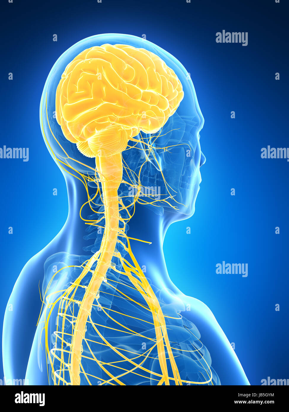 3d rendered illustration - male brain Stock Photo - Alamy
