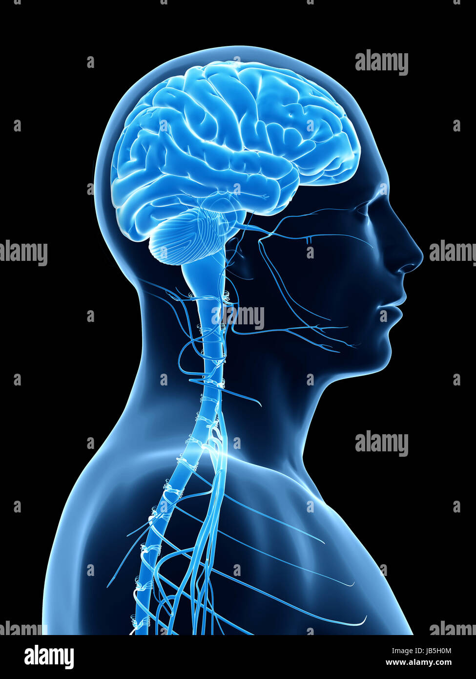 3d rendered illustration - male brain Stock Photo - Alamy