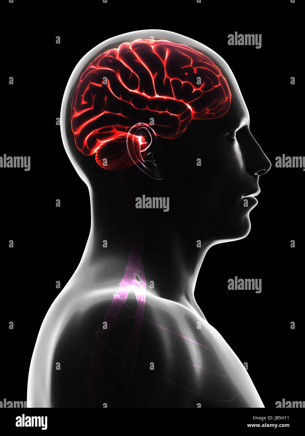 3d rendered illustration - male brain Stock Photo - Alamy