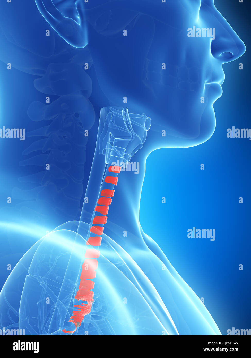 3d rendered illustration of the tracheal rings Stock Photo - Alamy