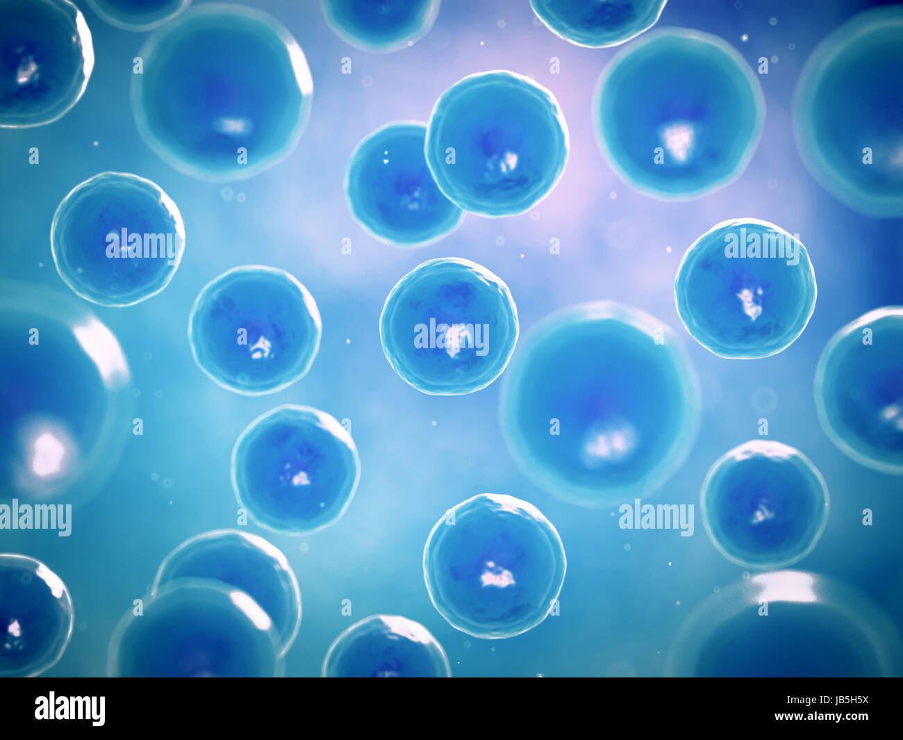 Human cells mitosis microscope hi-res stock photography and images - Alamy