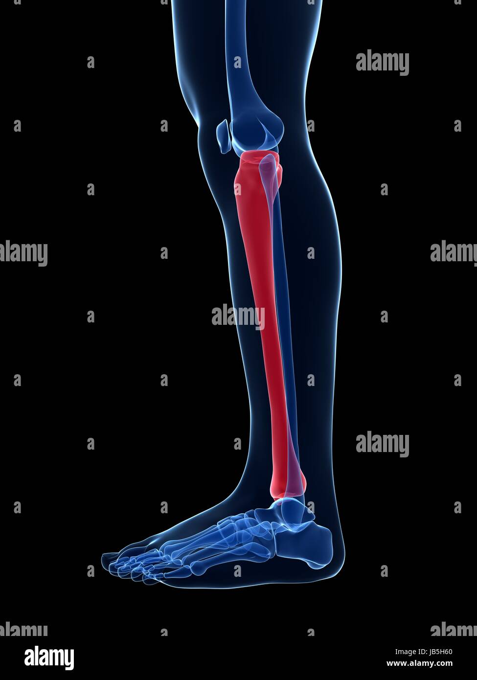 3d rendered illustration - tibia Stock Photo - Alamy