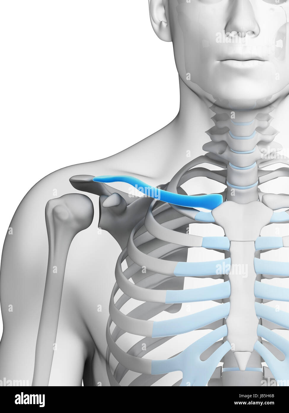 Clavicle Bone Stock Photos & Clavicle Bone Stock Images - Alamy