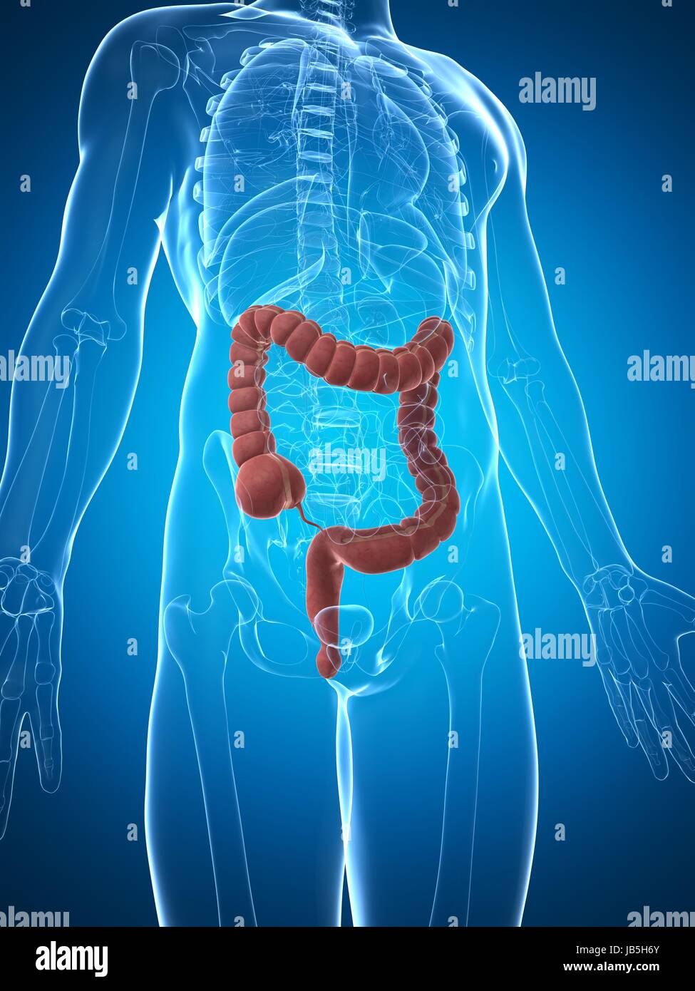 Male Colon High Resolution Stock Photography and Images - Alamy