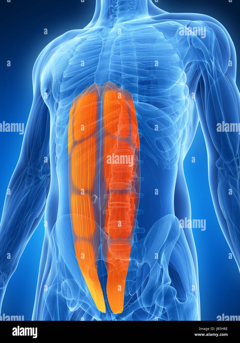 Rectus abdominis muscle hi-res stock photography and images - Alamy