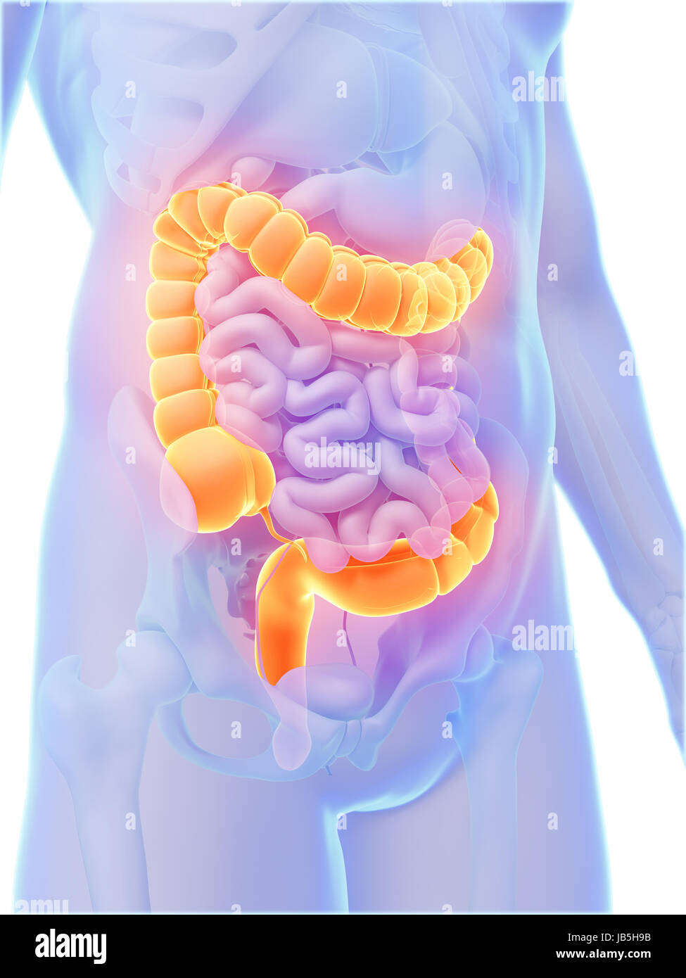 3d rendered illustration - colon Stock Photo - Alamy